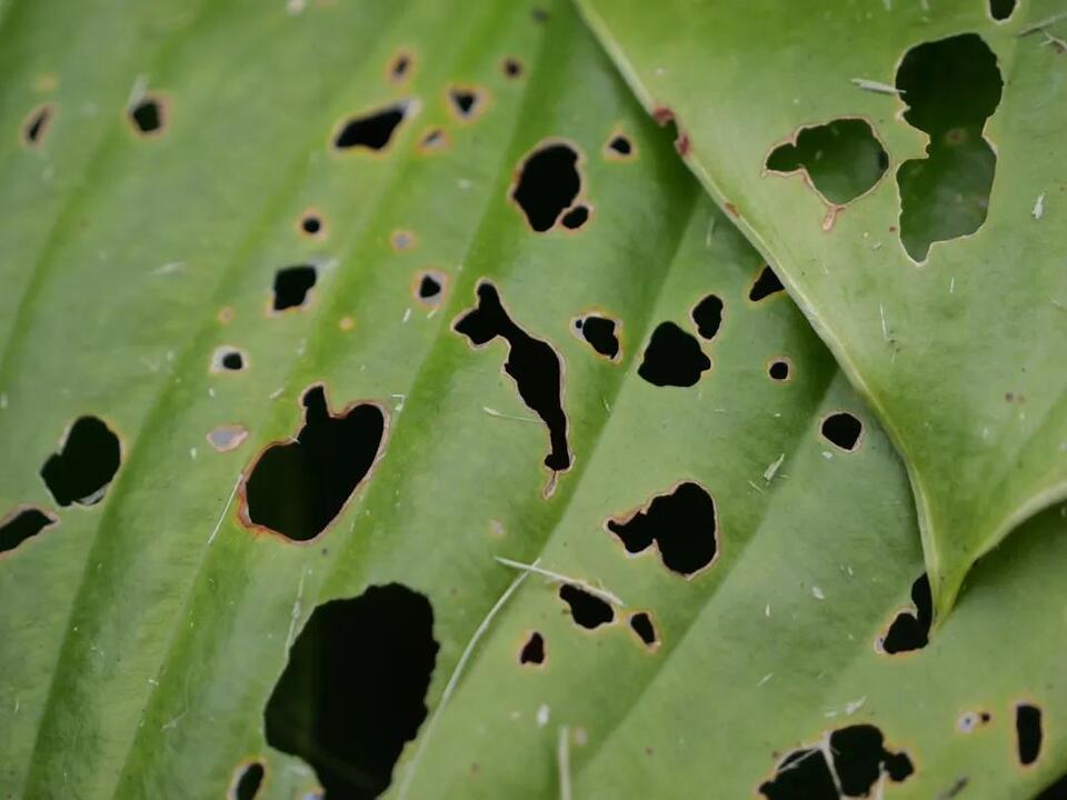 The Safe, Organic Way to Rid Your Fruit Trees of Destructive Aphids ...