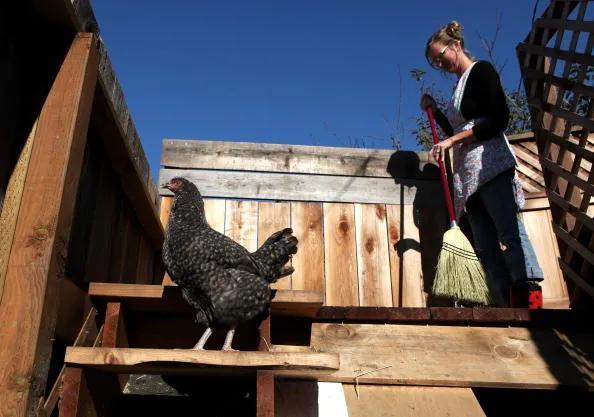Backyard chicken ownership is skyrocketing - NewsBreak