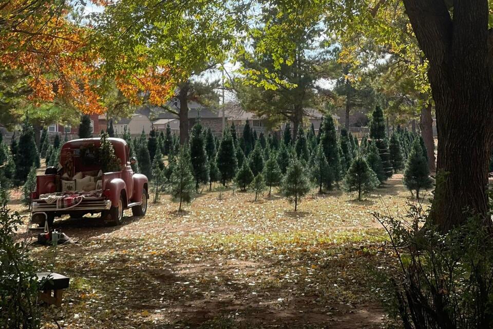 Why Oklahoma Christmas Tree Farmers Wait Until After Thanksgiving ...