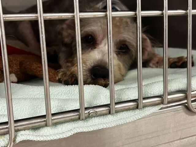 Animal cruelty continues to be a growing problem in Kentucky - NewsBreak