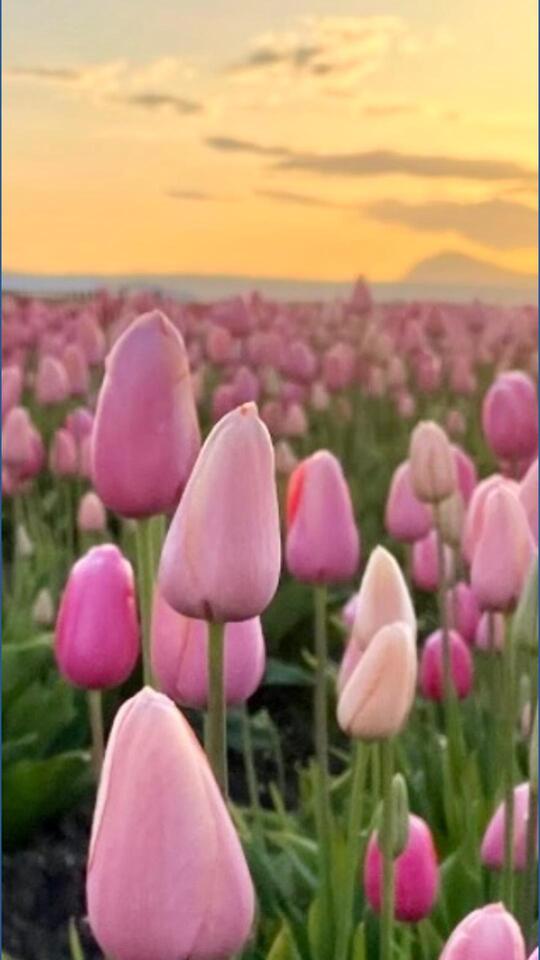 The Inland Northwest is getting its own Tulip Fest in Moses Lake ...