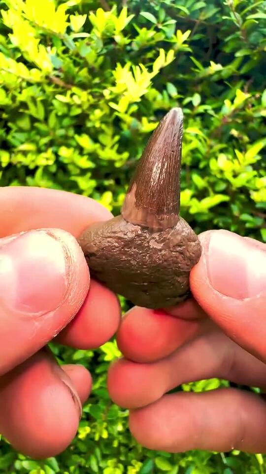 Heres an outstanding example of a coprolite fossil! It even had an ...