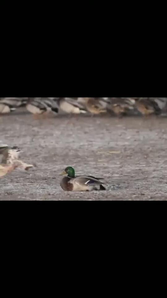 falcon attack 390 kmh peregrinefalcon trending phonk trollface animals viral eagle youtube ...