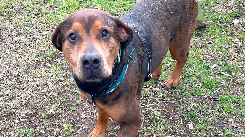 How To Adopt The Sweetest Dog In Wenatchee: Meet Moses - NewsBreak