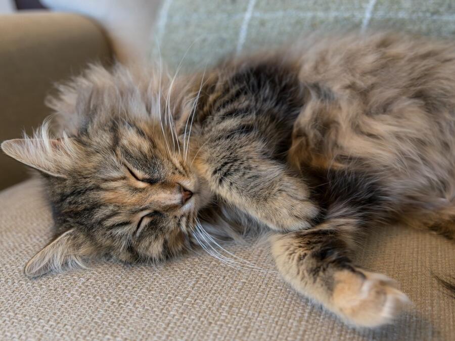 Unbothered Cat's Chill Way of Sitting Gives 'Jabba the Hutt' Vibes