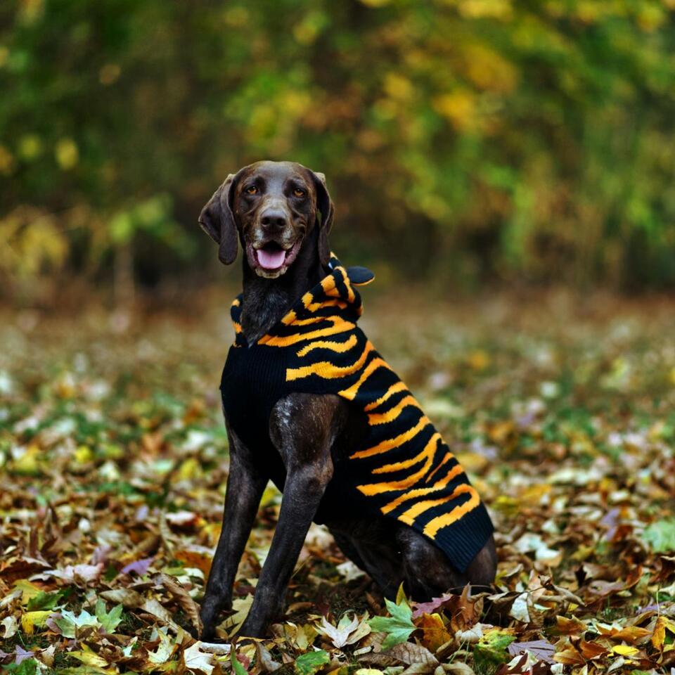 New Jersey’s Best Dog Halloween Costume Contests + Parades for 2025 ...