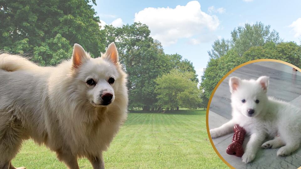 Everything You Need to Know About the Indian Spitz, One of the Most ...