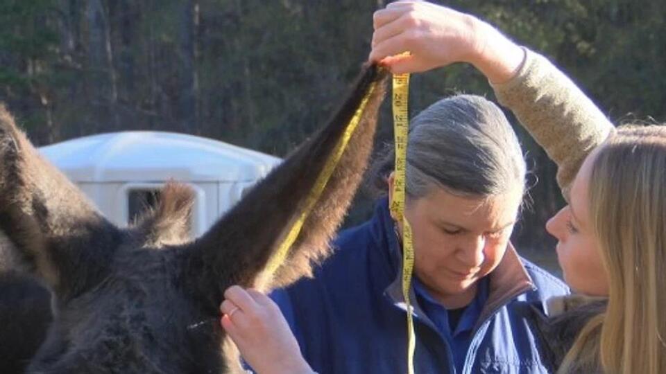 Crawford County donkey officially breaks Guinness World Record for ...
