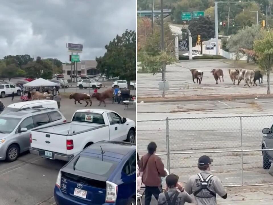 8 rodeo bulls escape mall pen and trample through Mass. residents ...