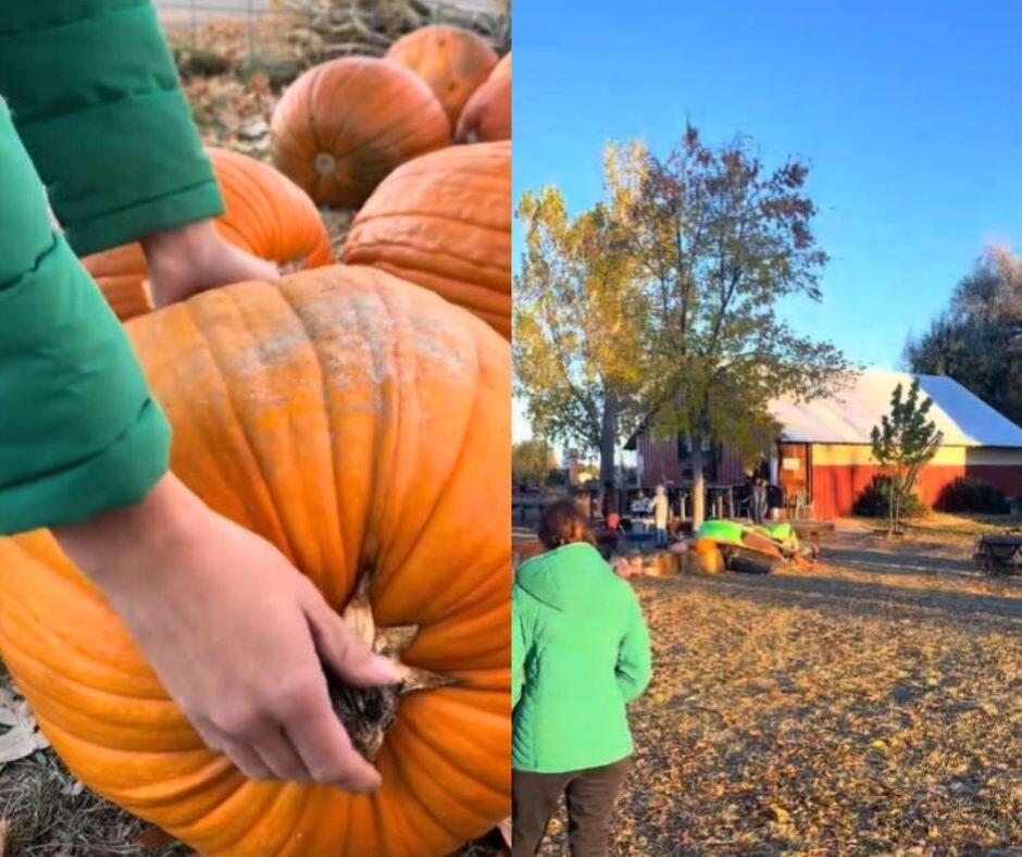 I Finally Visited This Loveland Pumpkin Patch — And It Was So Worth the ...