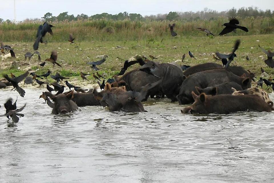 Everglades Under Attack: 15 Invasive Animals Destroying Florida’s ...