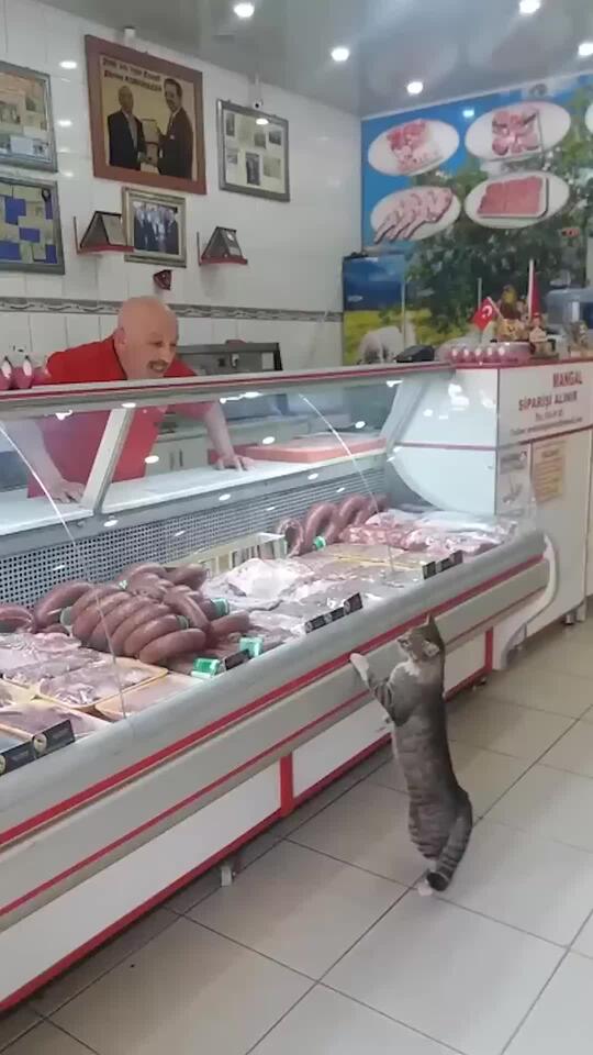 Funny Cat Shops at Deli Counter - NewsBreak