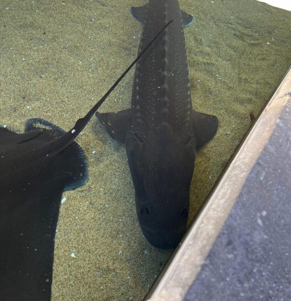 Bill proposes adding sharks to Iowa dangerous wild animals list - NewsBreak