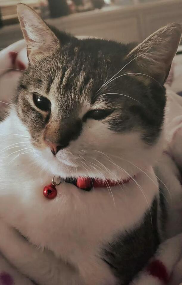 🐱 Friendly, Playful Cats Ready for Adoption in Katy, TX - NewsBreak