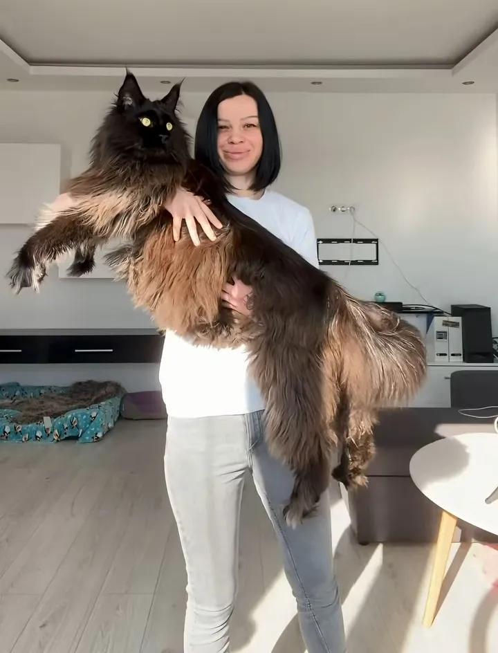 Giant 4ft 3in cat weighing a whopping 28lb who sleeps in a bed made for ...
