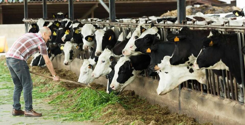 Cattle Rally Follows Cash Strength Ahead of Cattle on Feed Report ...