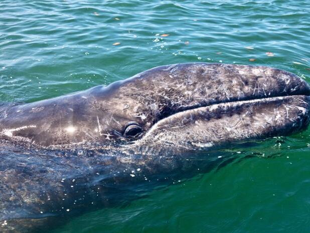 Outcry From Animal Welfare Groups As NOAA Grants Makah Tribe Permission ...
