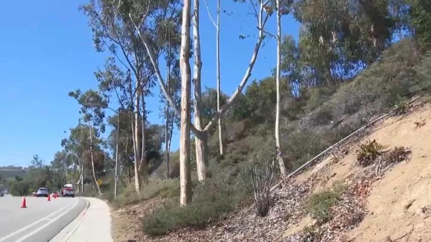 Poway starts cutting down about 2,700 trees to mitigate fire danger ...