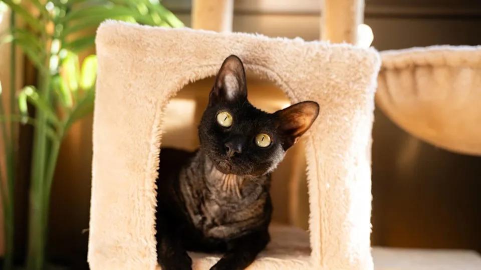 7 Funny Cat Breeds That Are Basically Tiny Comedians - NewsBreak