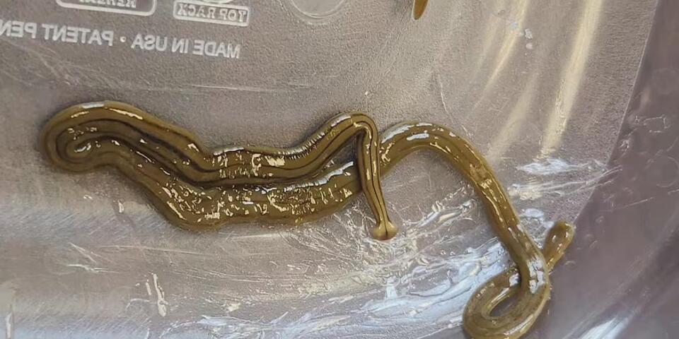 Invasive, toxic Hammerhead Worm found in Allen County for the first ...