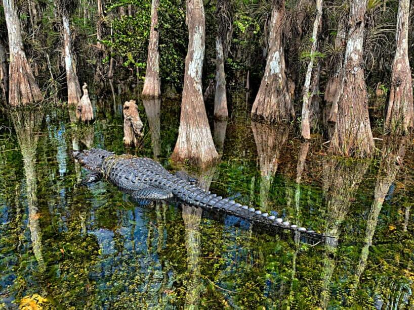 Discover the Most Alligator-Infested Lakes in Florida in 2024