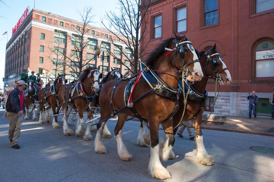 See the Budweiser horses clop through Mobile Mardi Gras parades - NewsBreak