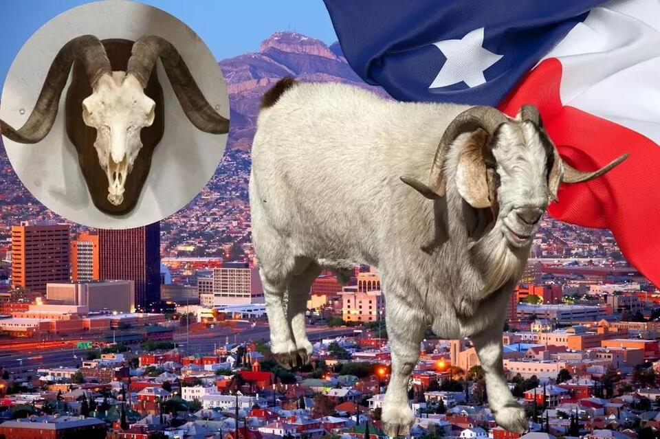Controversy Over Remains Of Iconic Texan, Bob The Goat - NewsBreak