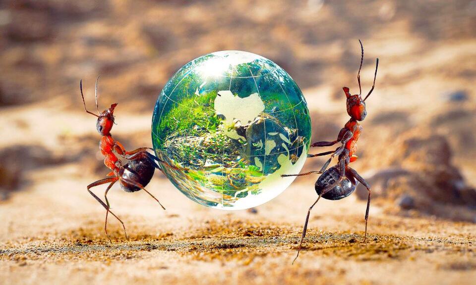 How many ants live on Earth? The number is staggering - NewsBreak