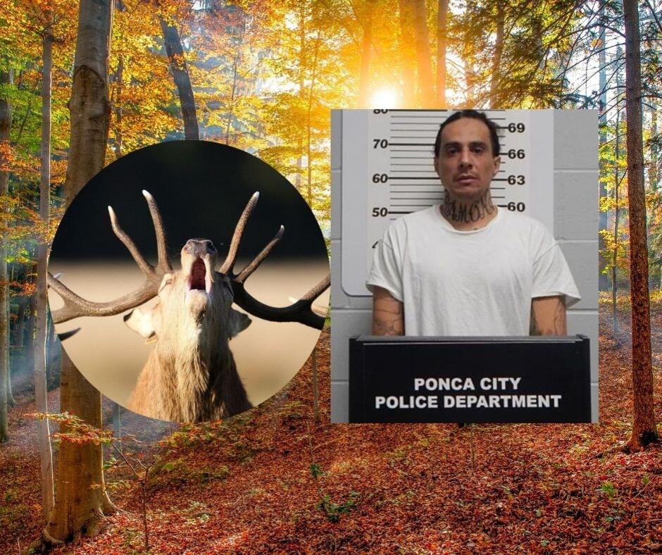 Oklahoma Man Arrested for Repeatedly Punching a Deer in the Face ...