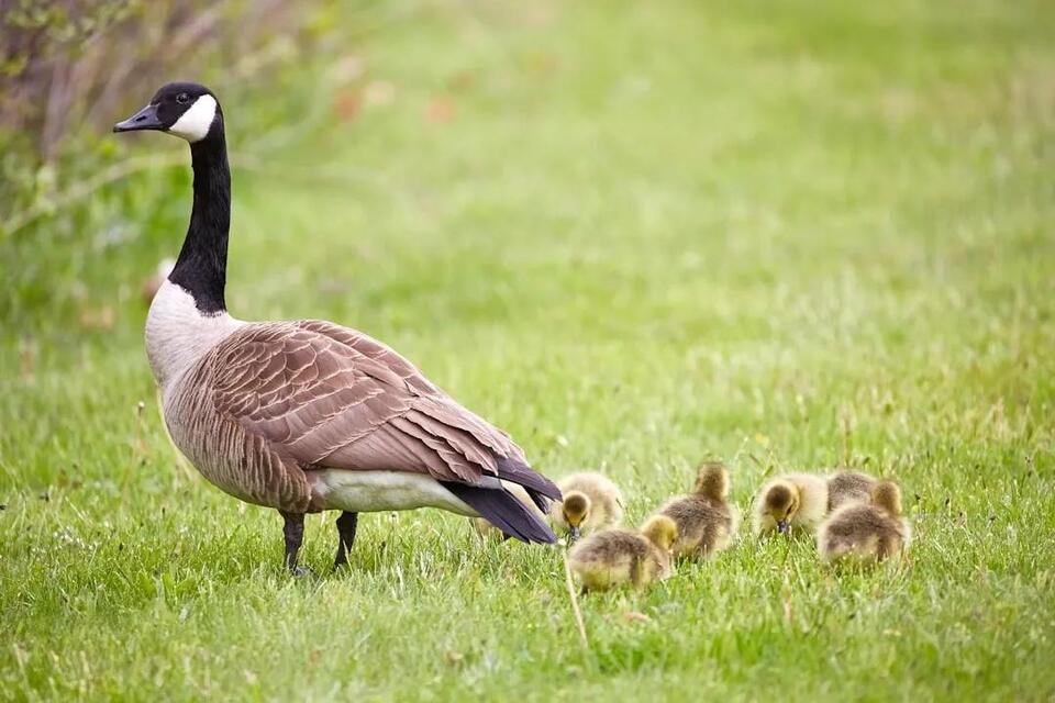 Arkansas Trooper Vehicle Kills Goslings on Highway Crossing - NewsBreak