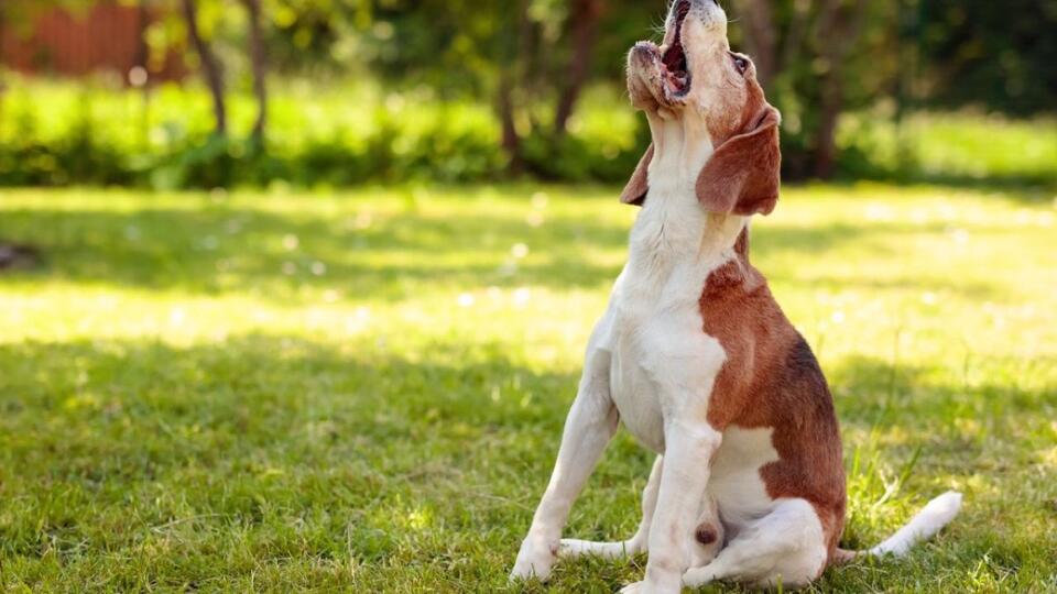 Could Your Dog's Bark Reveal Their Personality? It's Time to Find Out ...