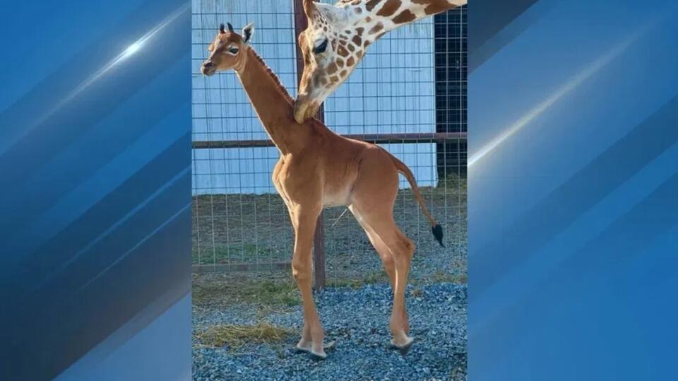 Cause of death revealed for Kipekee, the world's only spotless giraffe ...