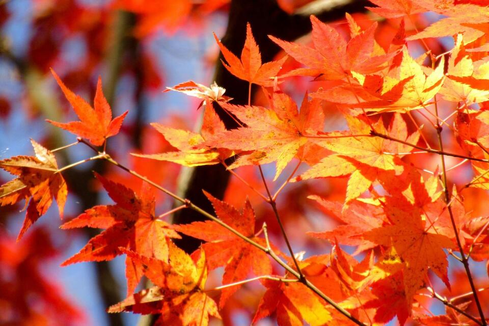 When Will East Texas Finally See Fall Leaves Change? - NewsBreak