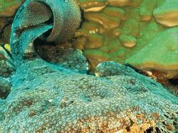 Tasselled Wobbegongs: Camouflaged Carpet Sharks Of Coral Reefs
