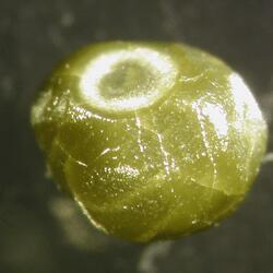 Diamond "Time Capsules" Capture Rare Snapshot Of Redox-Freezing Reaction - NewsBreak