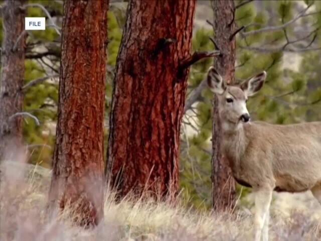 'Not your typical poaching case': authorities investigate deer killings ...