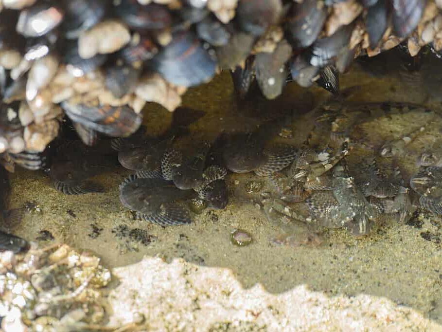 The 9 Most Common Creatures in Tide Pools