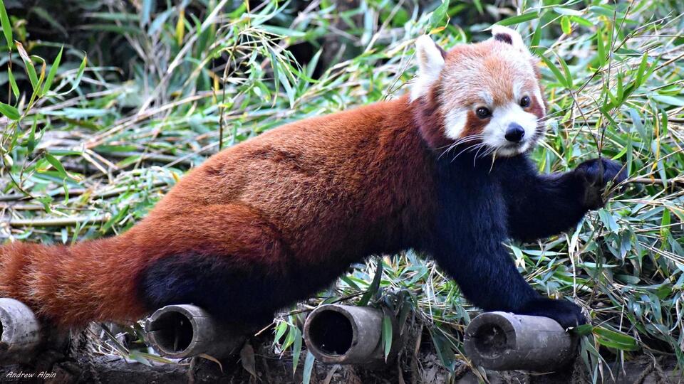 Commemorating Red Panda Month: Adorable Photos of The Himalayan Firefox ...