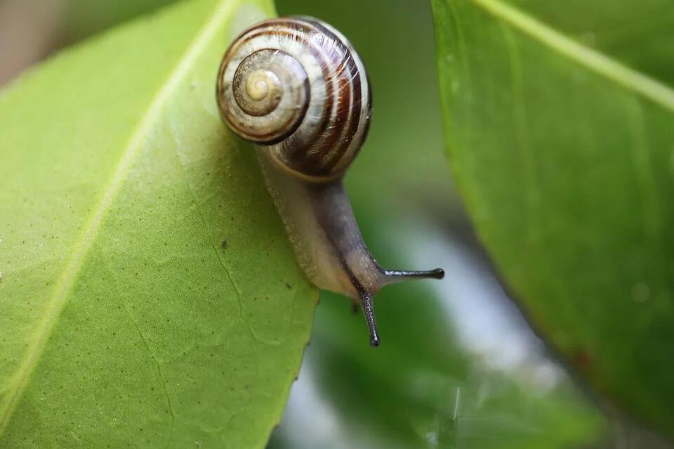Complete Guide to Florida Snails: 18 Species You’ll Find in Your ...