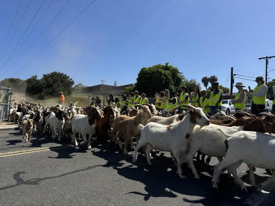 Firefighting goats take on a new pasture in Clairemont Mesa - NewsBreak