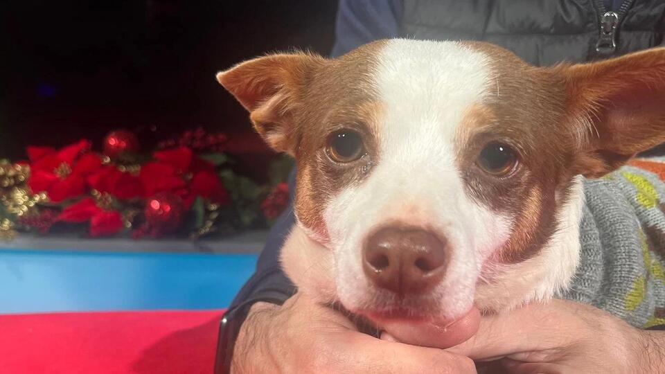 Meet Annie! Our Pet of the Week from Kern County Animal Services ...