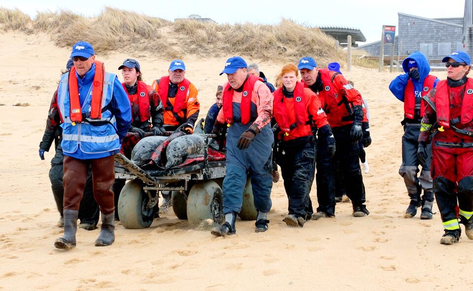 Several dolphins strand in Wellfleet - NewsBreak