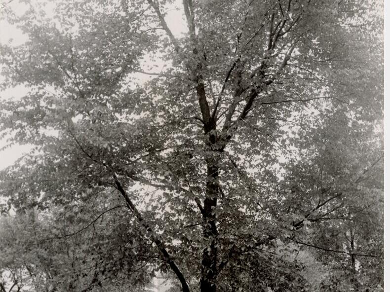 HISTORY LESSON: How Dutch Elm Disease killed Detroit's tree canopies ...