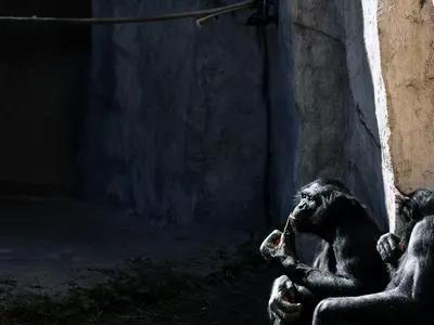 Monkey or ape is running wild in South Carolina