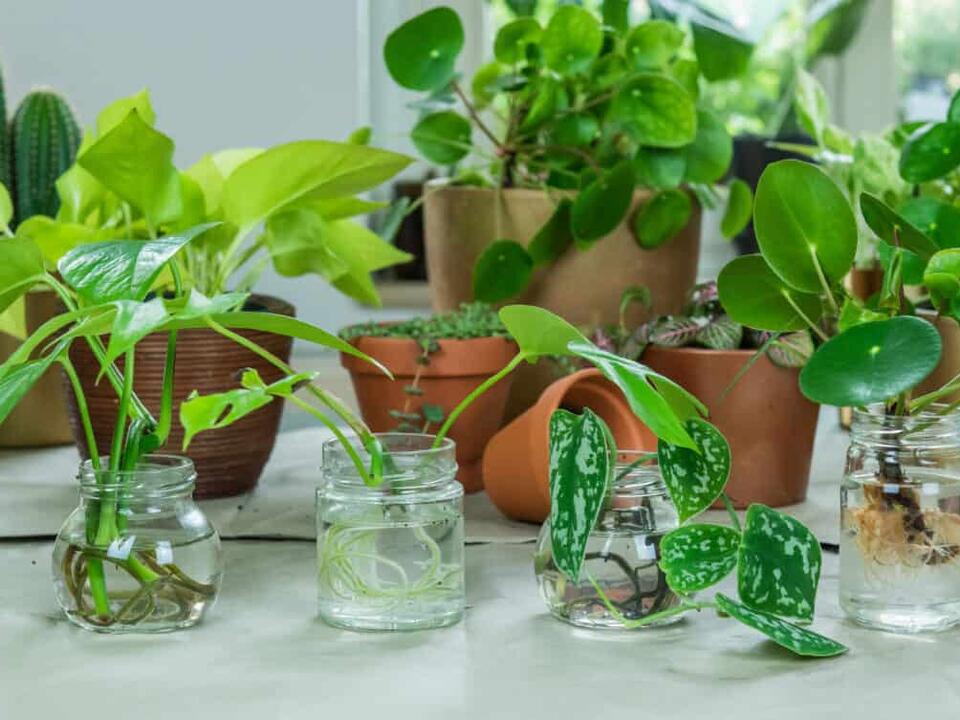 25 Most Popular Houseplants and Why People Love Them