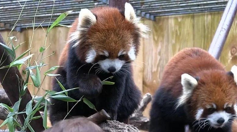Get Up Close With Red Pandas In Central New York - NewsBreak