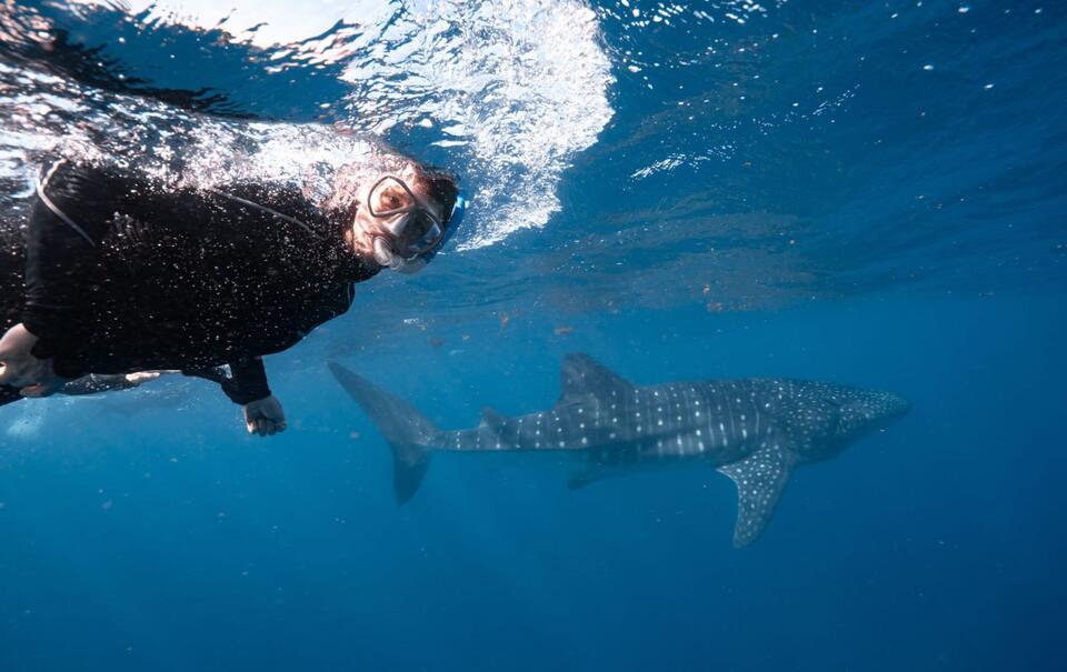 Swimming with the world's largest fish, the whale sharks of Australia ...
