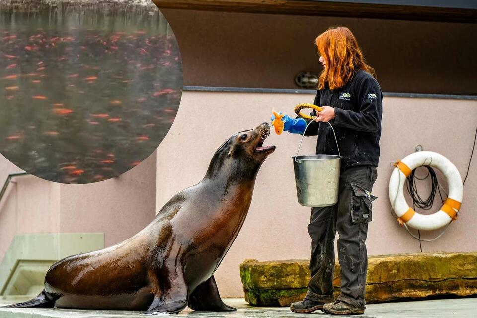 Minnesota Zoo Feeds Animals Invasive Species From Minnesota Lakes ...