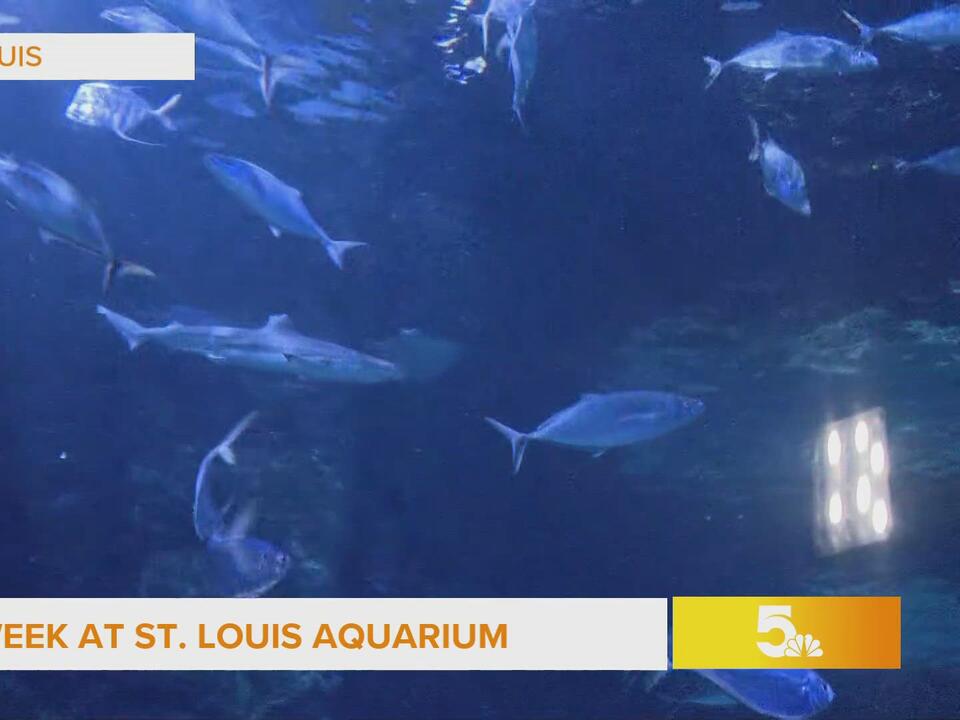 St. Louis Aquarium celebrates Shark Week with every day adventures