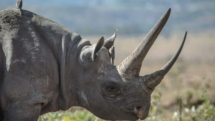 10 Animals With Natural Armor - NewsBreak